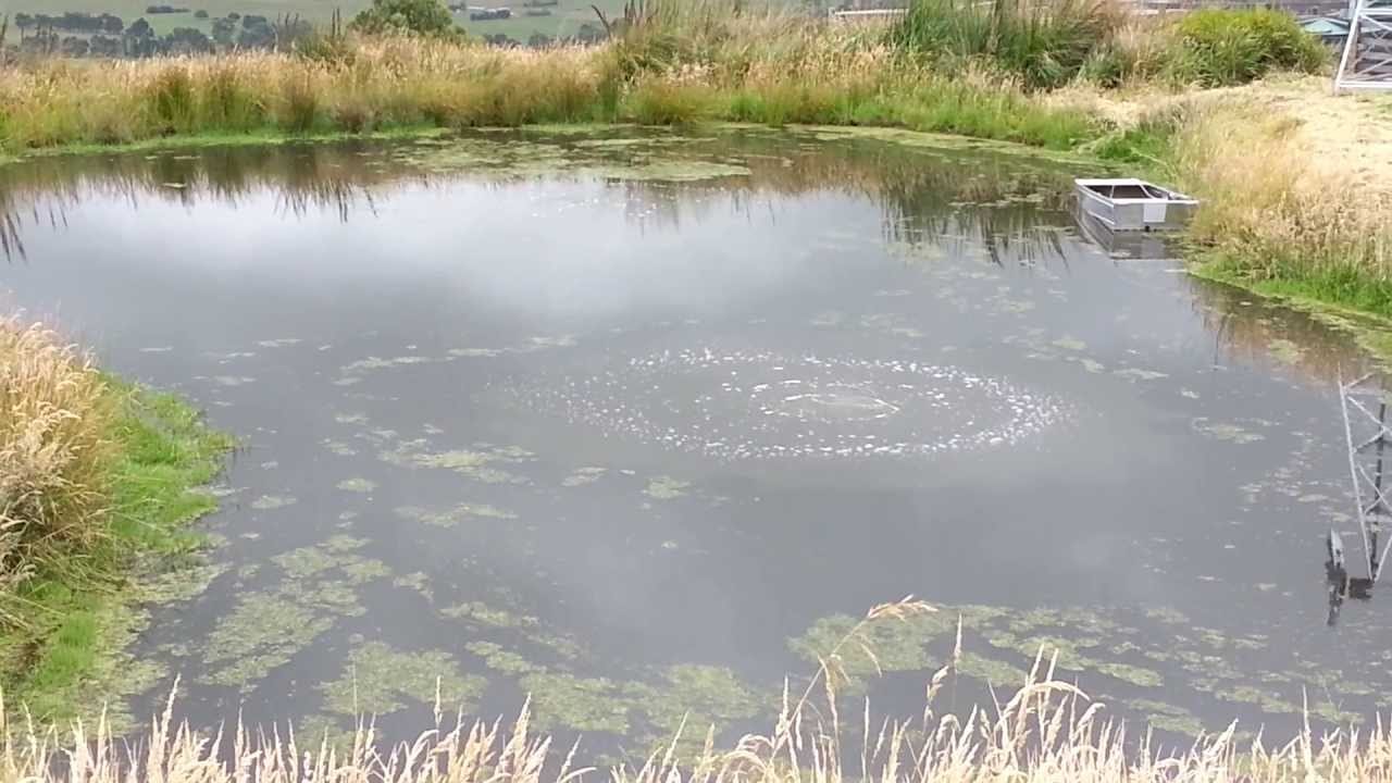 How to Get Rid of Duckweed & Watermeal - Splash Supply Company