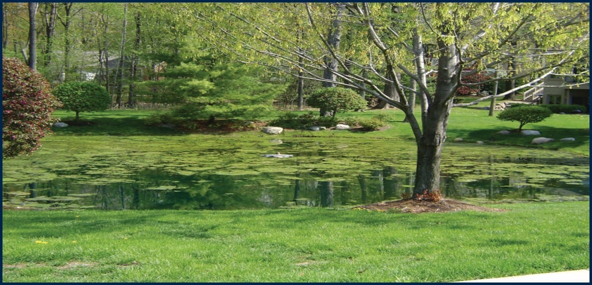 How to Get Rid of Duckweed & Watermeal - Splash Supply Company