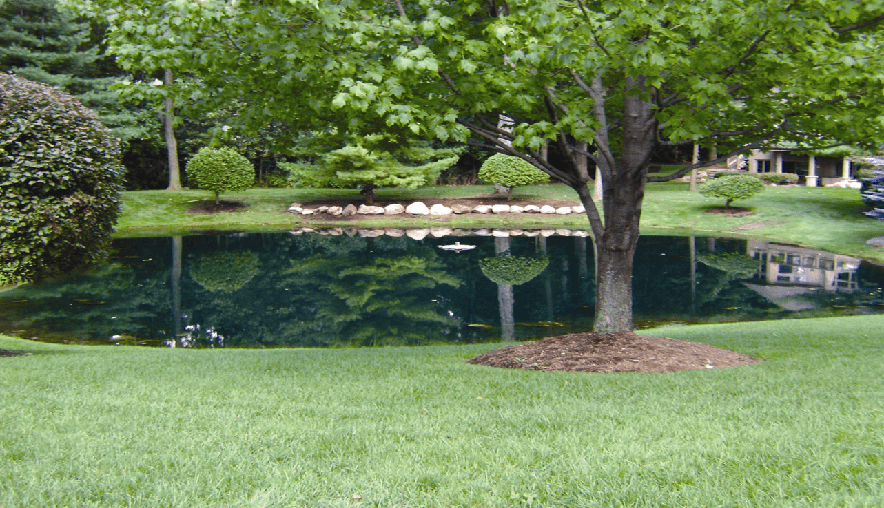 How to Get Rid of Duckweed & Watermeal - Splash Supply Company