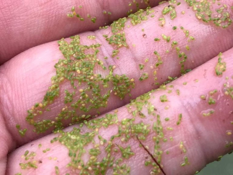 How to Get Rid of Duckweed & Watermeal - Splash Supply Company