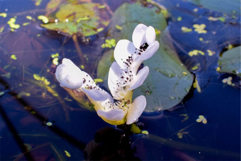 16 Best Pond Plants for Shade - Splash Supply Company