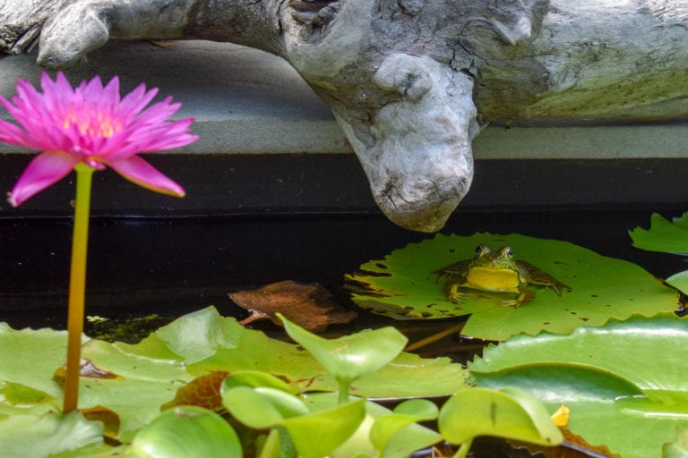 Pond Friends: Meet the Green Frog - Splash Supply Company