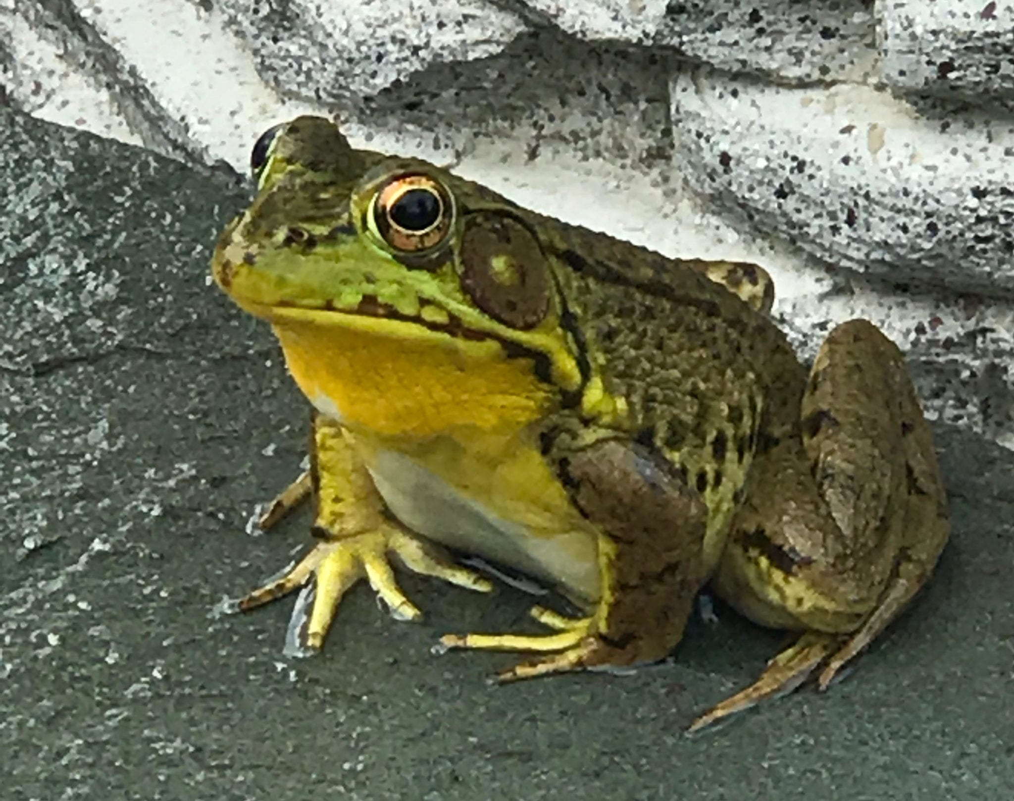 Pond Friends: Meet the Green Frog - Splash Supply Company