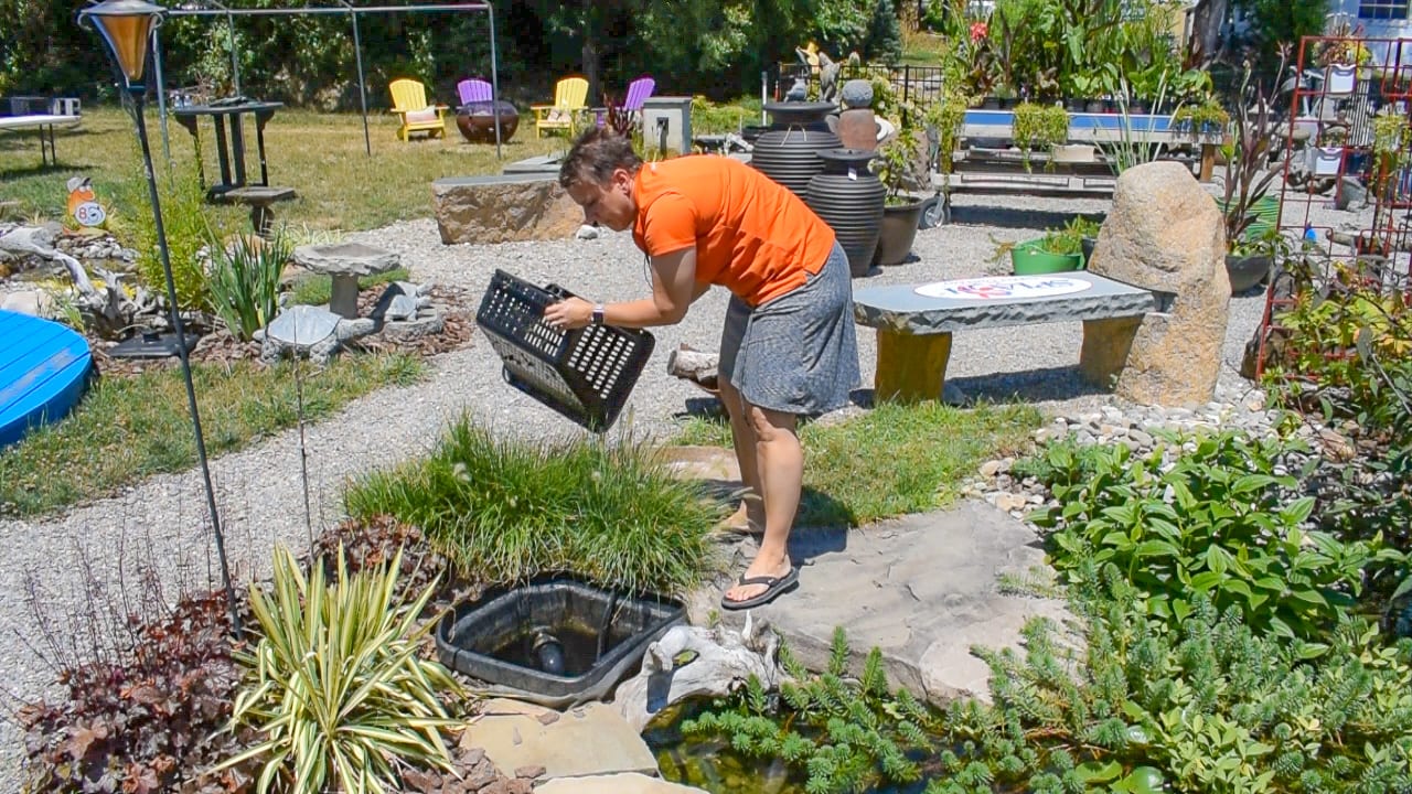 How to Take Care of Your New Splash Ecosystem Pond - Splash Supply Company