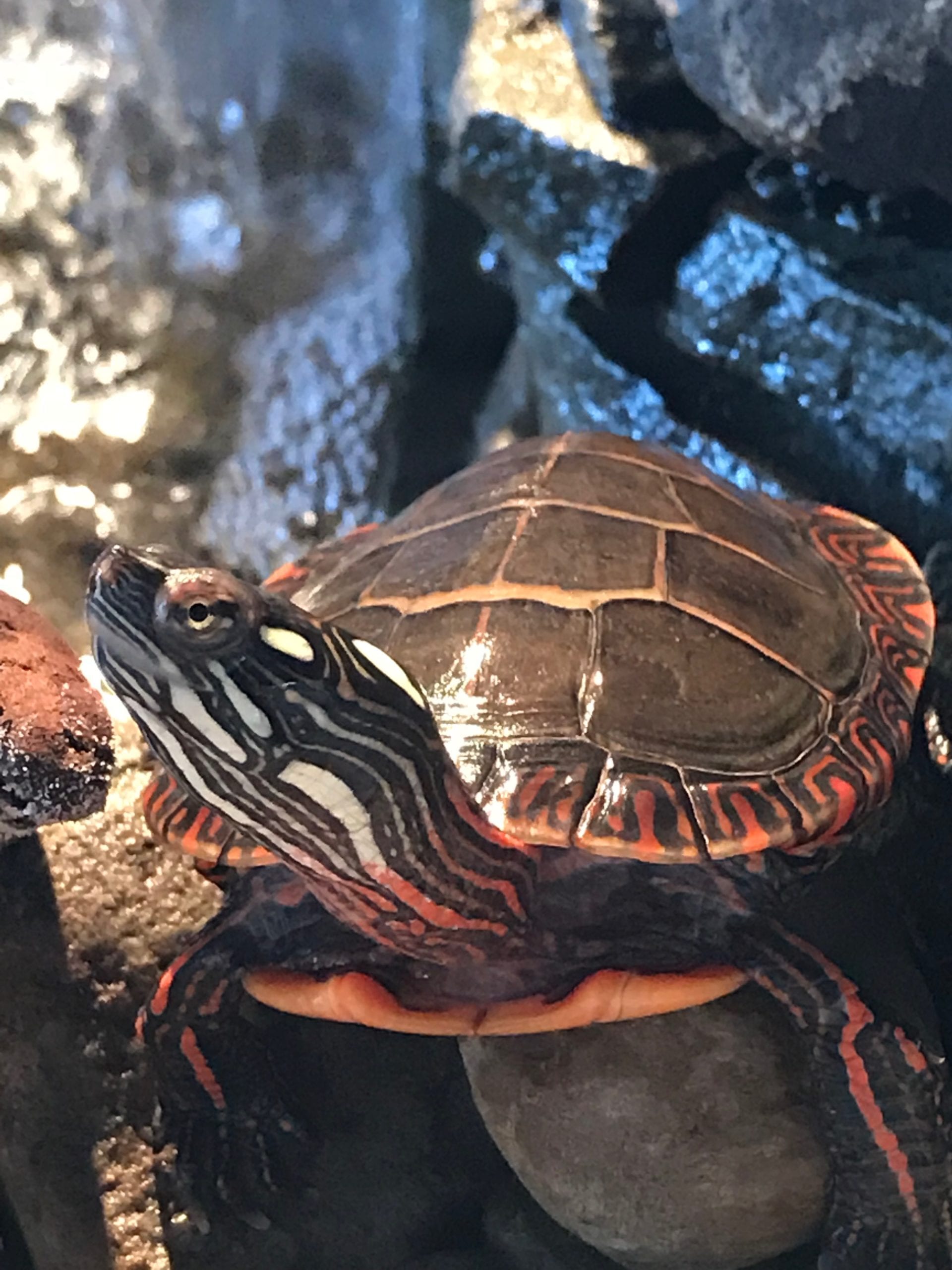 How Do Pond Turtles Survive the Winter? - Splash Supply Company