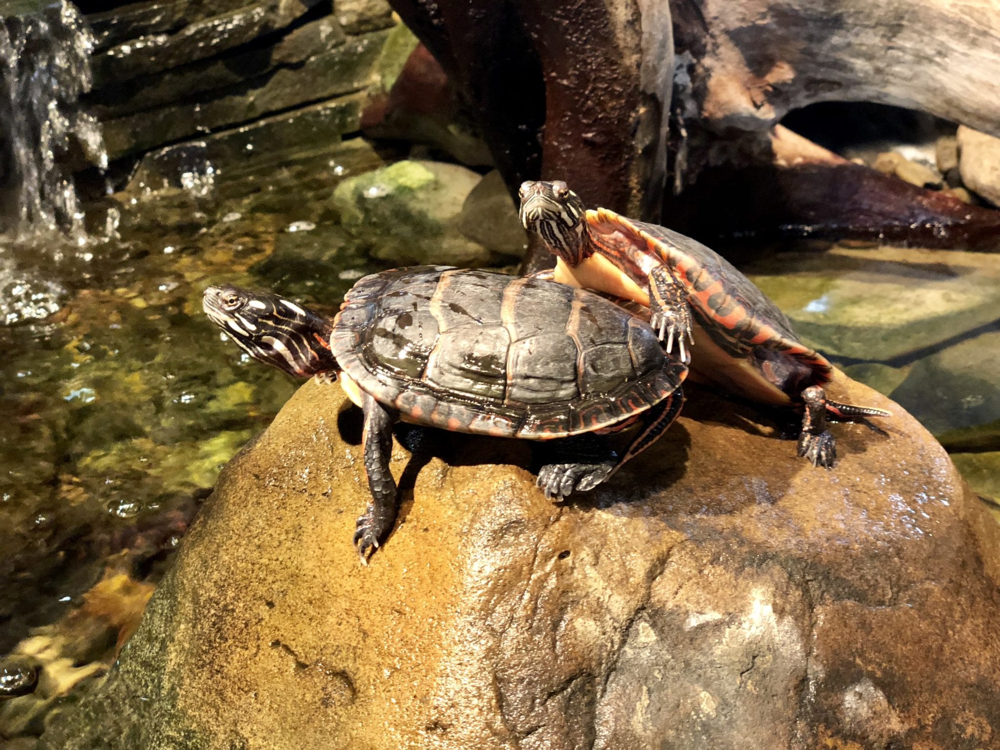 How Do Pond Turtles Survive the Winter? - Splash Supply Company