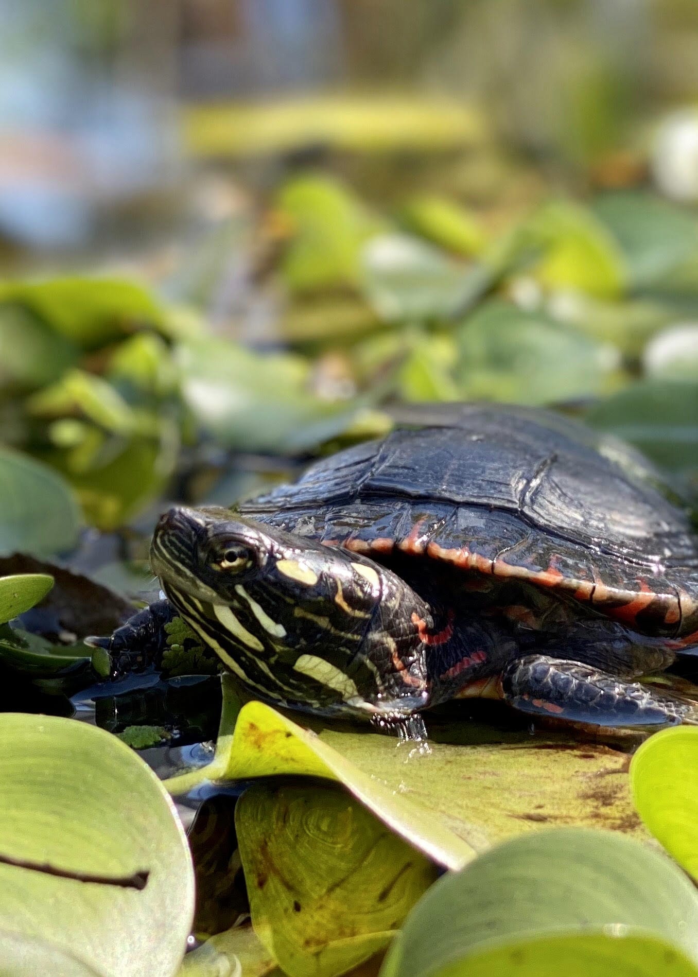 How Do Pond Turtles Survive the Winter? - Splash Supply Company