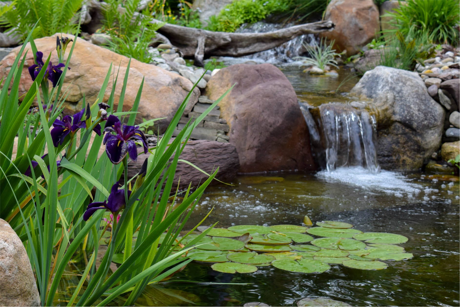 How to Take Care of Your New Splash Ecosystem Pond - Splash Supply Company