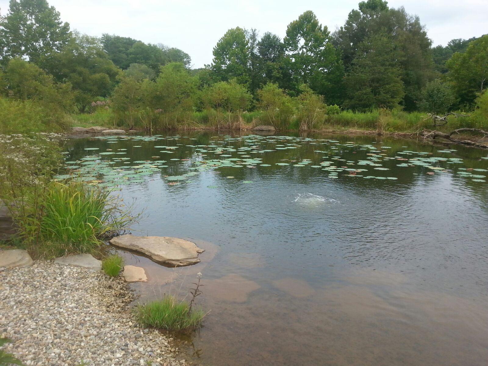 How to Get Rid of Lake Sludge and Algae - Splash Supply Company